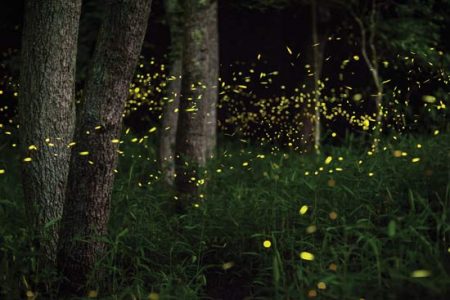 How to Attract Fireflies to Your Property - Grit